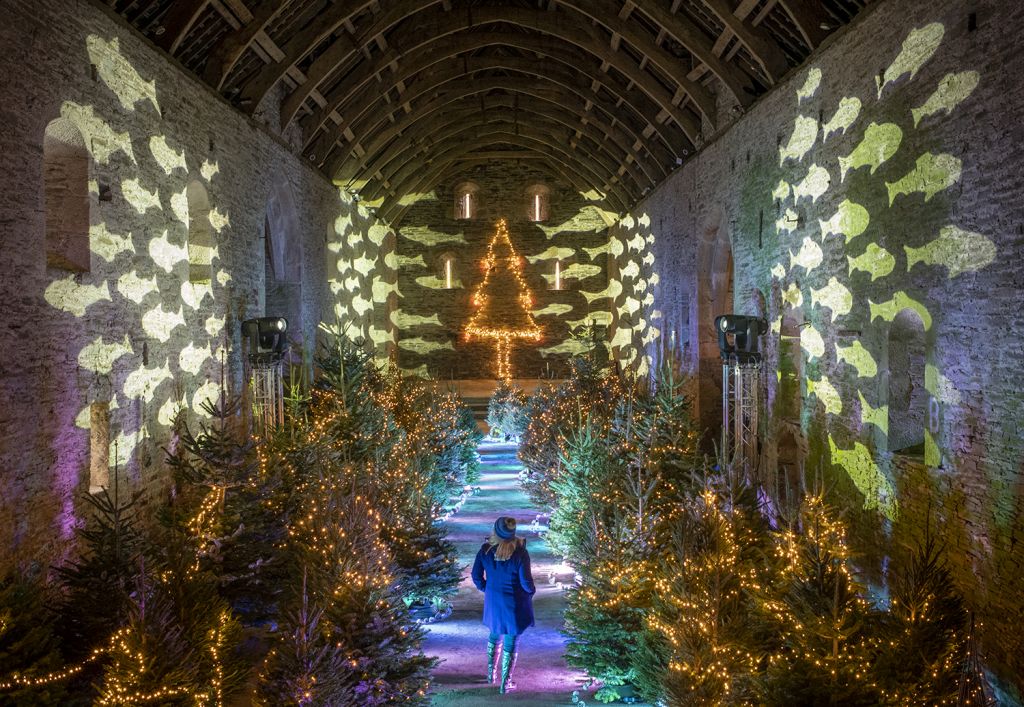 One hundred Christmas trees to light up Buckland Abbey’s ‘River of ...