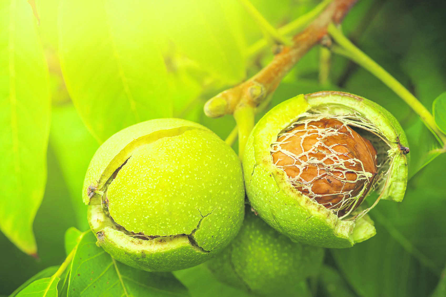 Why you should grow walnuts – Country Gardener
